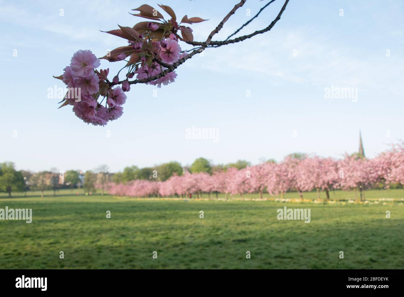 Cherry blossom on Harrogate Stray Stock Photo - Alamy
