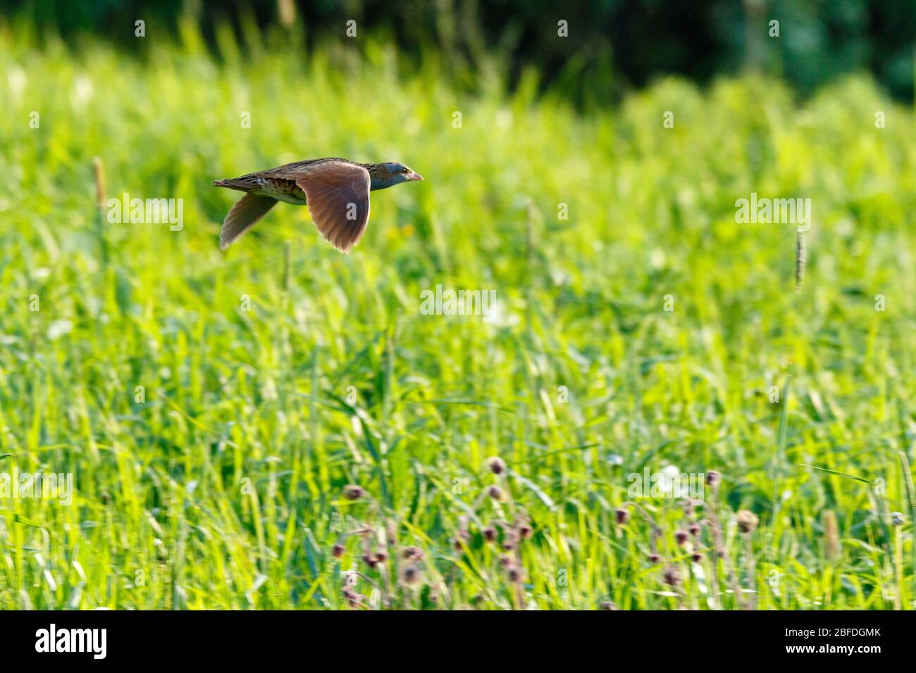 Corncrake habitat hi-res stock photography and images - Alamy