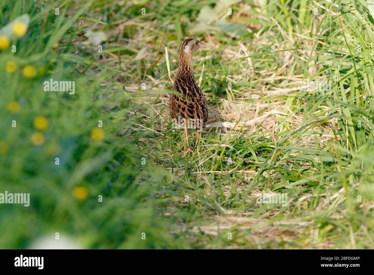 Corncrake habitat hi-res stock photography and images - Alamy