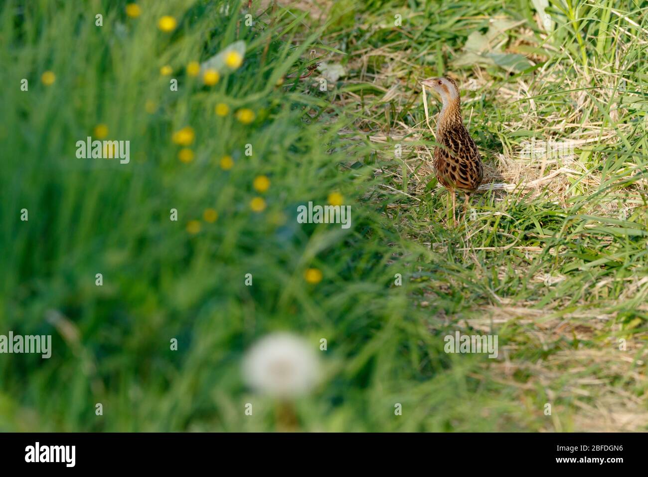 Corncrake habitat hi-res stock photography and images - Alamy