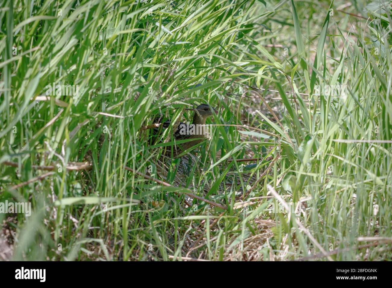 Corncrake habitat hi-res stock photography and images - Alamy
