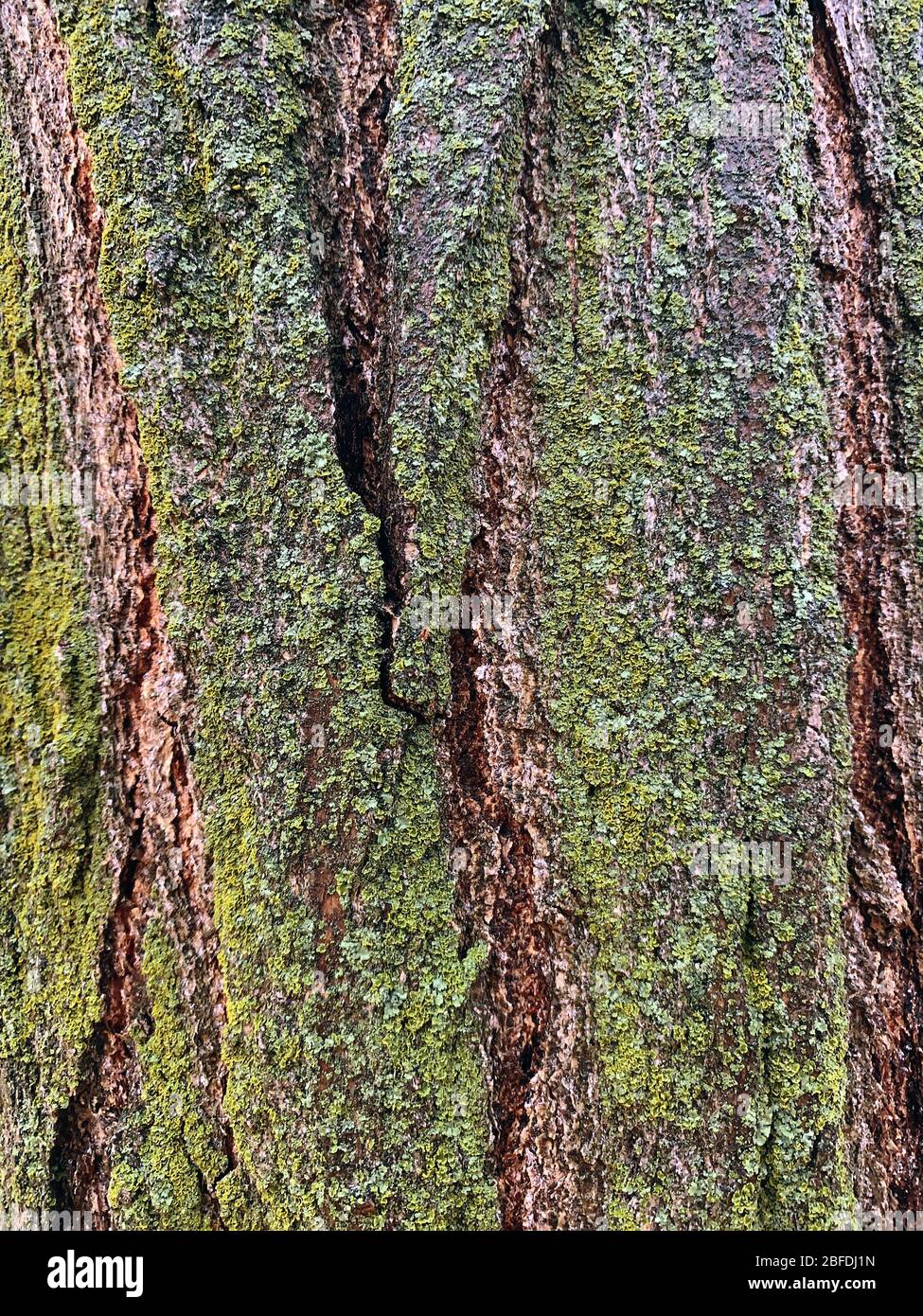 Tree bark texture. A little of lichen on a mossy bark of a tree texture ...