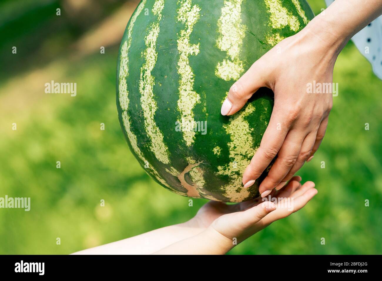 Woman hands are giving to child hands a whole watermelon close up Stock ...