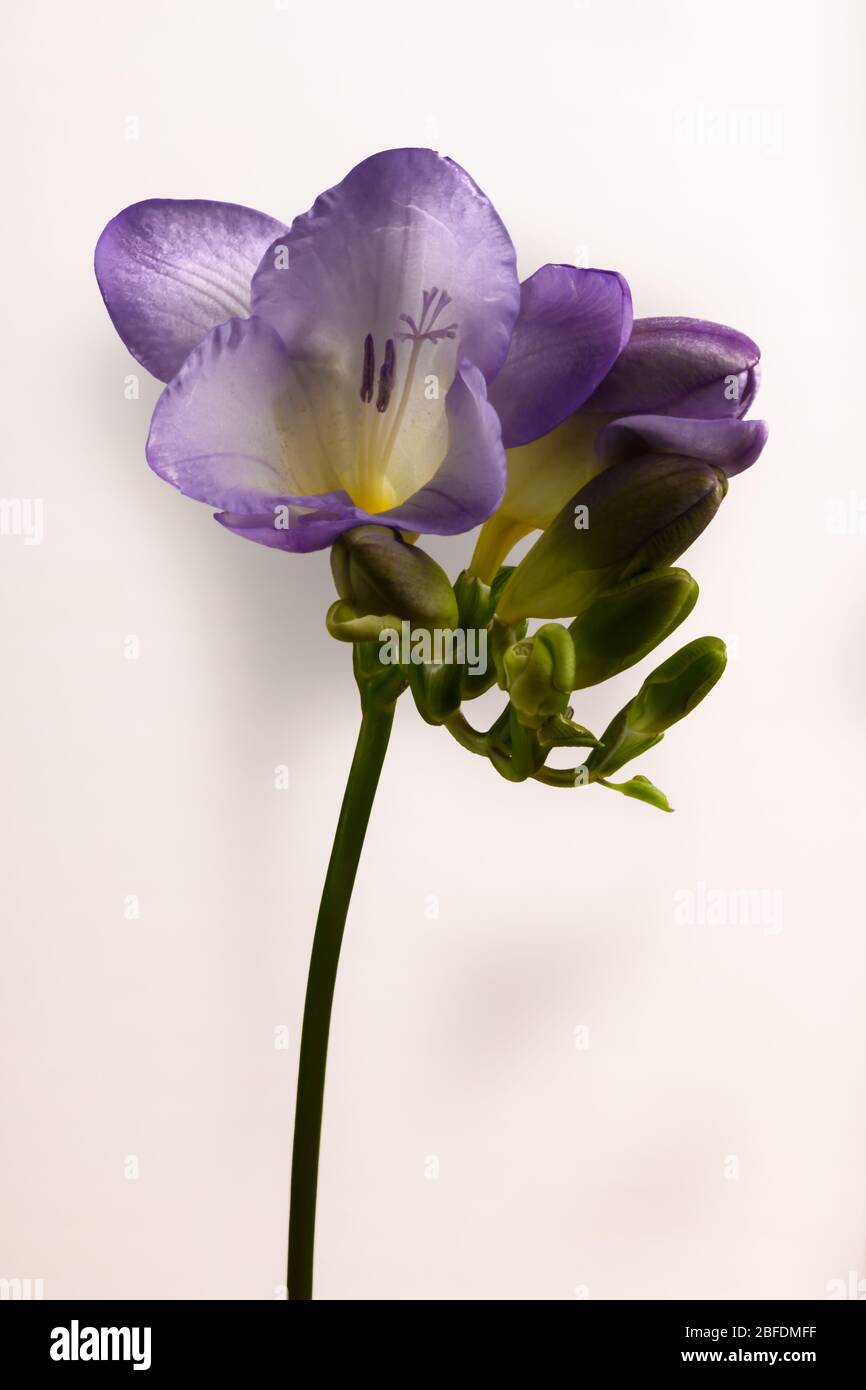Freesia flowers isolated on white background Stock Photo - Alamy