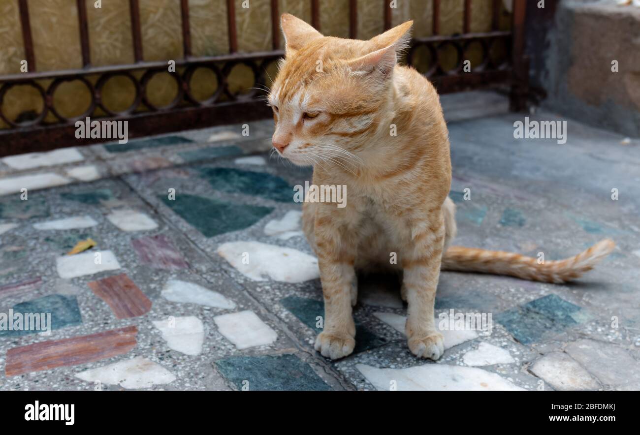 Portrait of Indian Cat Stock Photo - Alamy
