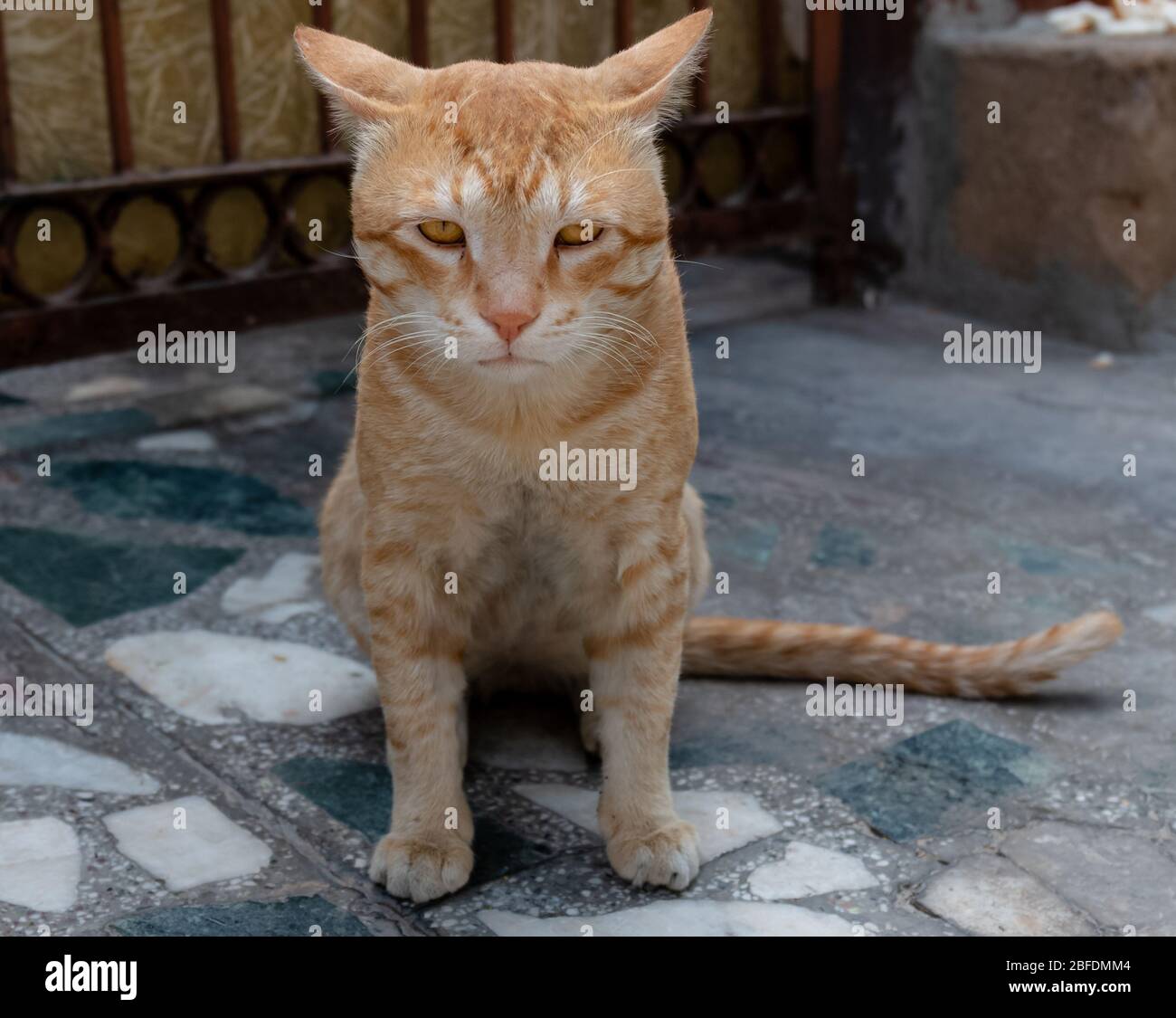 Portrait of Indian Cat Stock Photo - Alamy