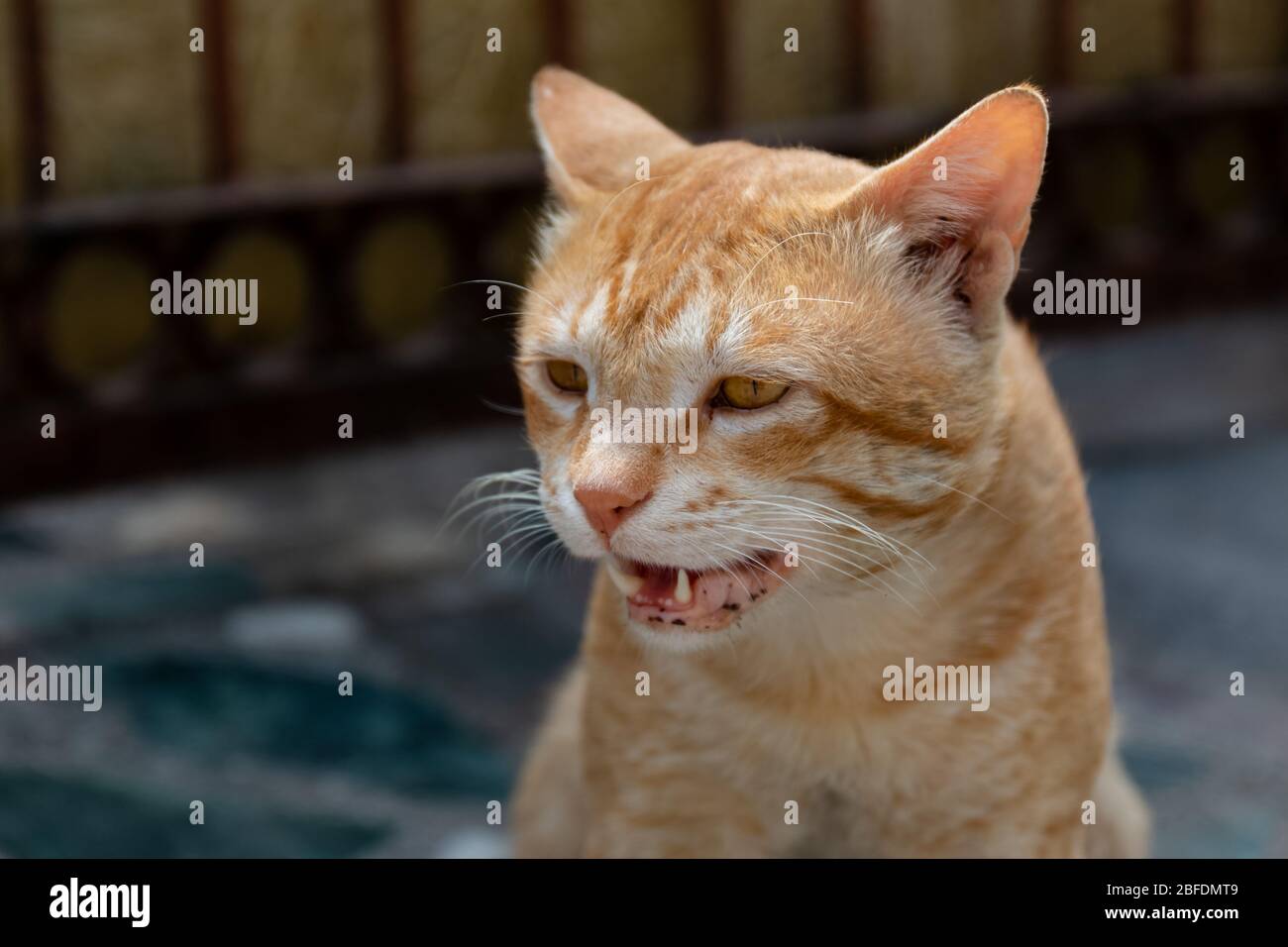 Portrait of Indian Cat Stock Photo - Alamy