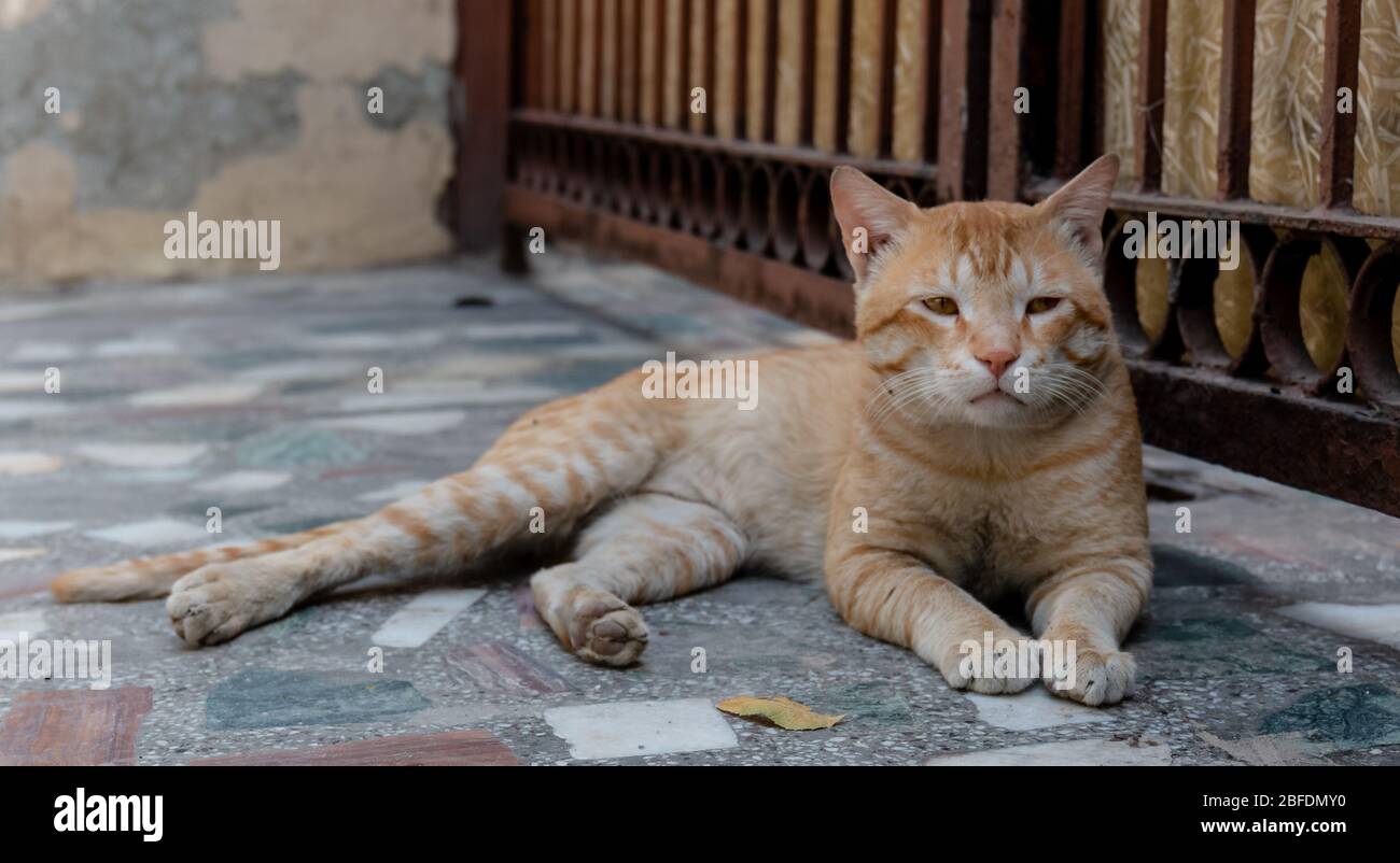 Portrait of Indian Cat Stock Photo - Alamy