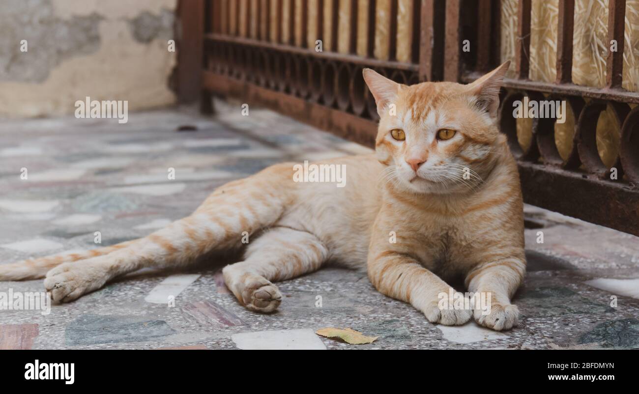 Gato india hi-res stock photography and images - Alamy