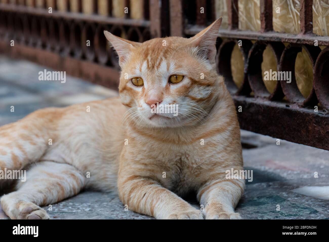 Portrait of Indian Cat Stock Photo - Alamy