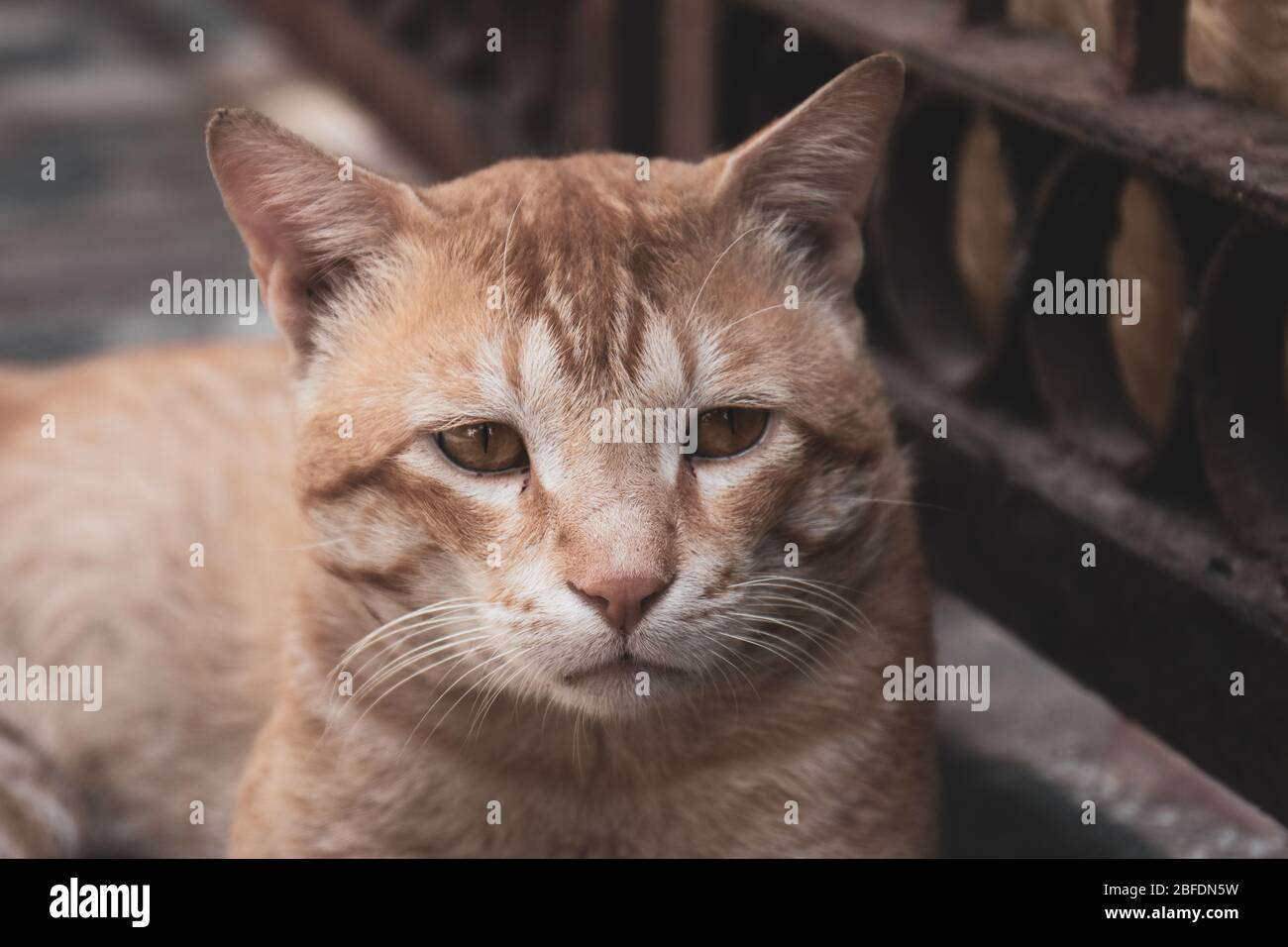 Portrait of Indian Cat Stock Photo - Alamy