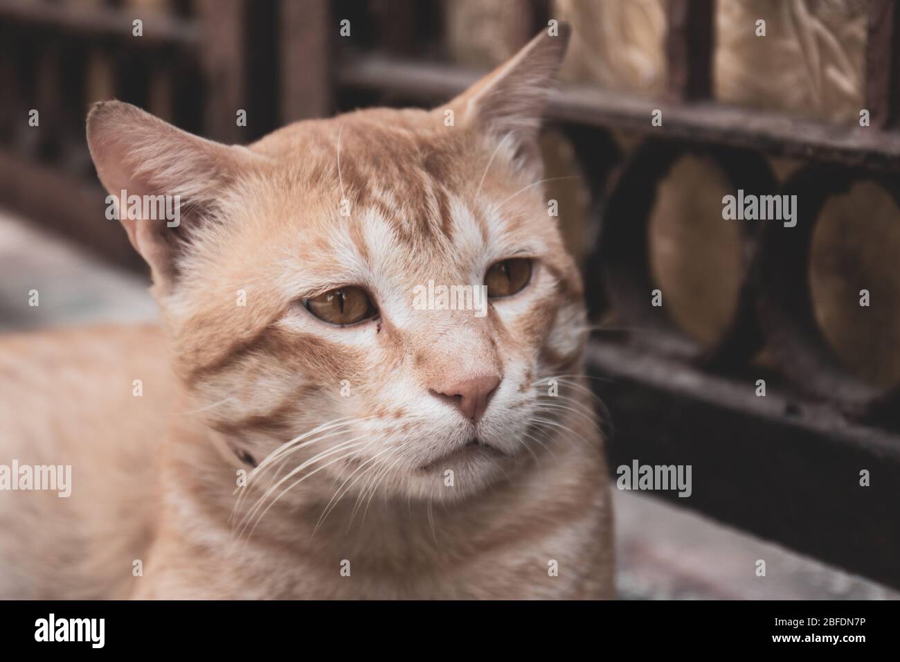 Portrait of Indian Cat Stock Photo - Alamy