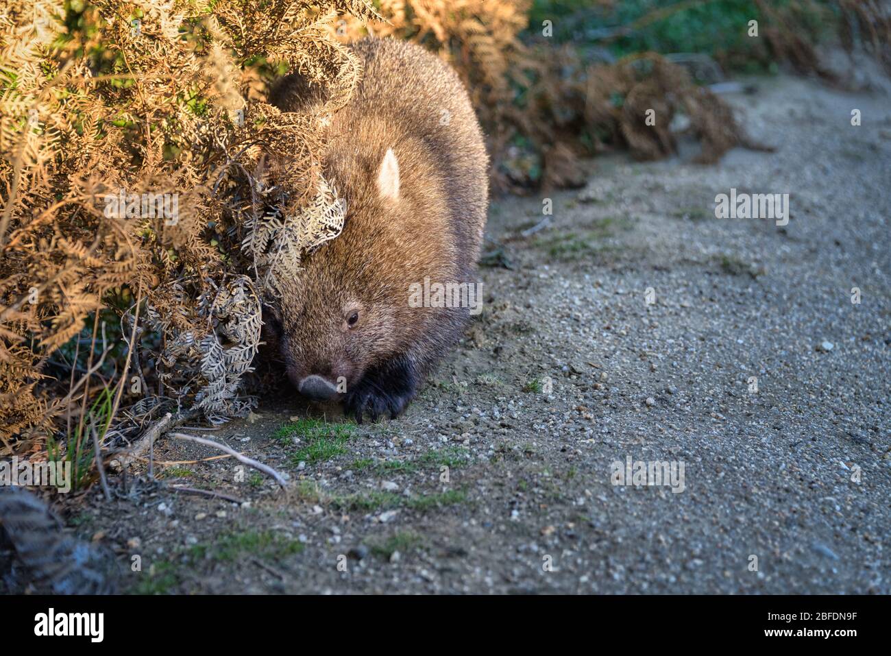 Single wombat feeding on fresh grass clumps along the edge of a bush ...