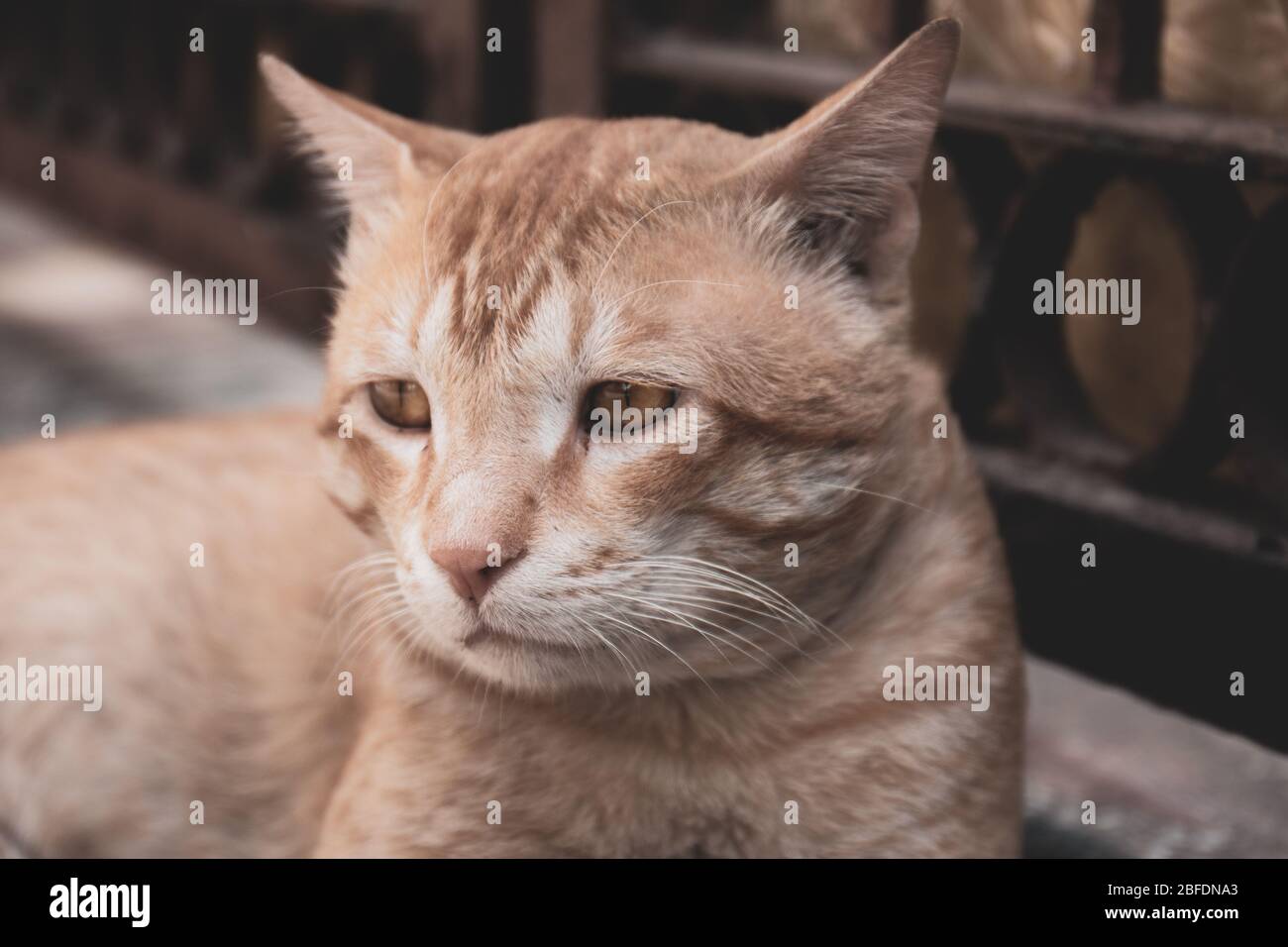 Portrait of Indian Cat Stock Photo - Alamy