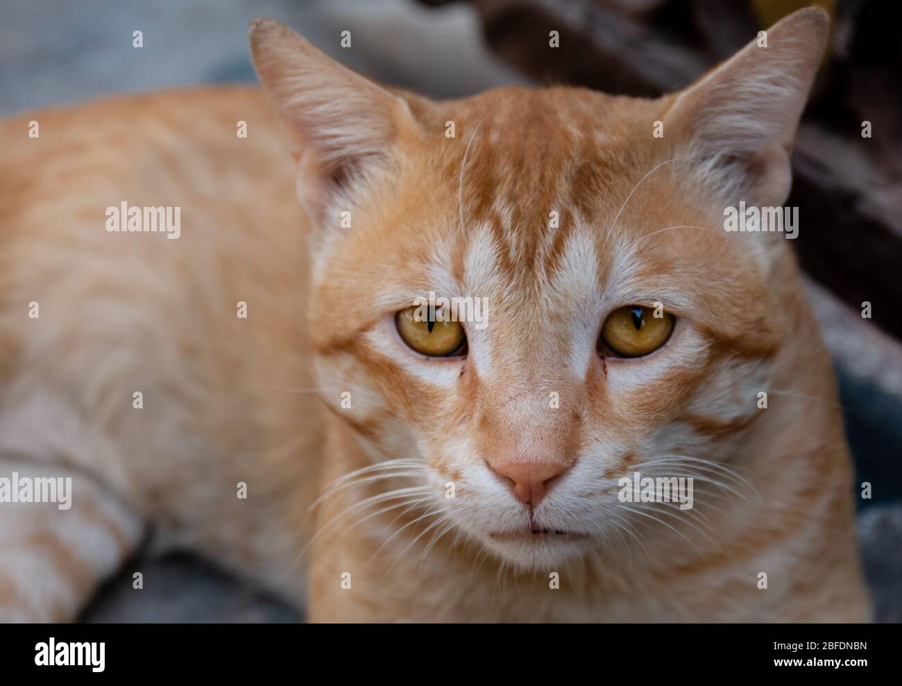 Portrait of Indian Cat Stock Photo - Alamy