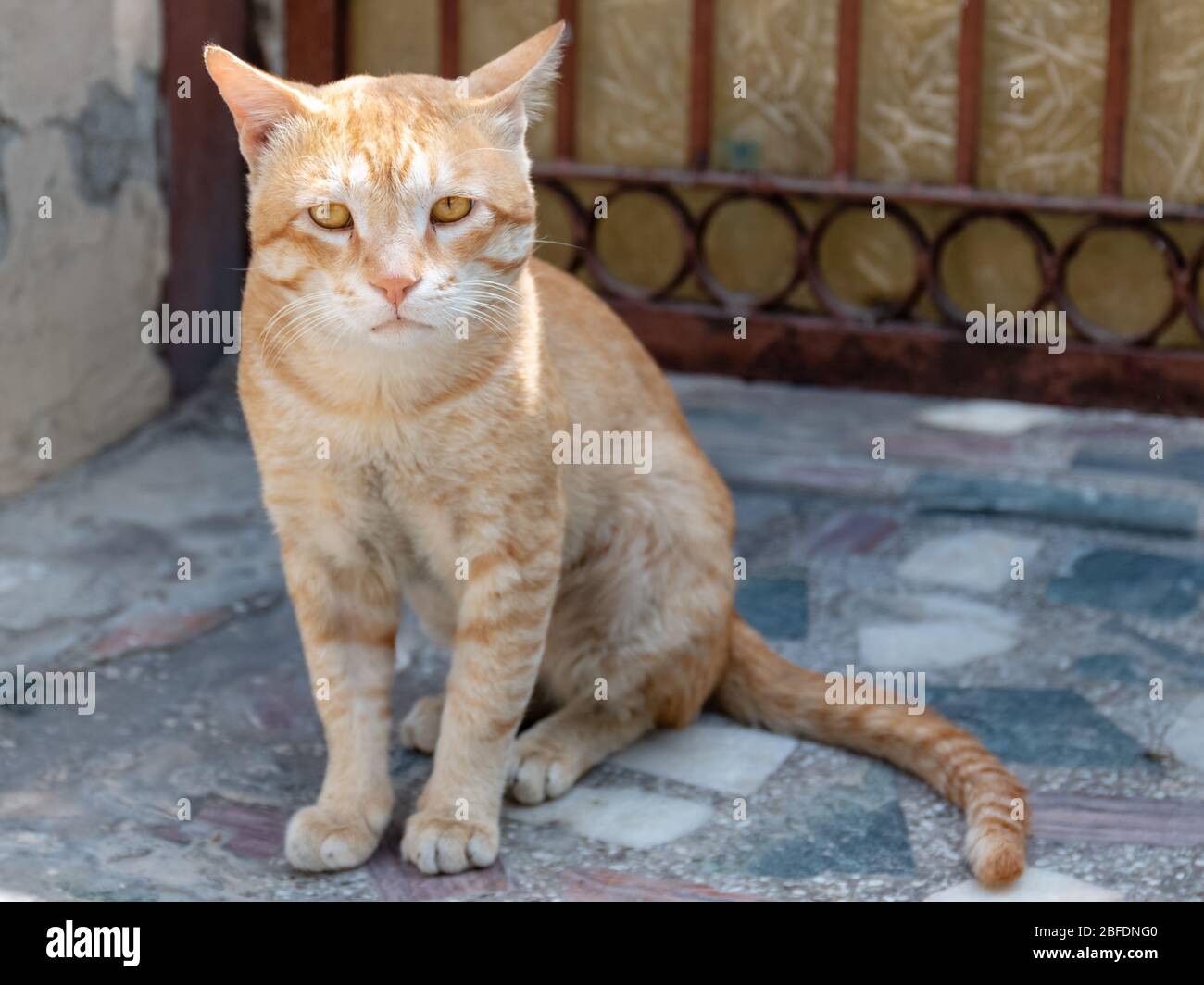 Gato india hi-res stock photography and images - Alamy