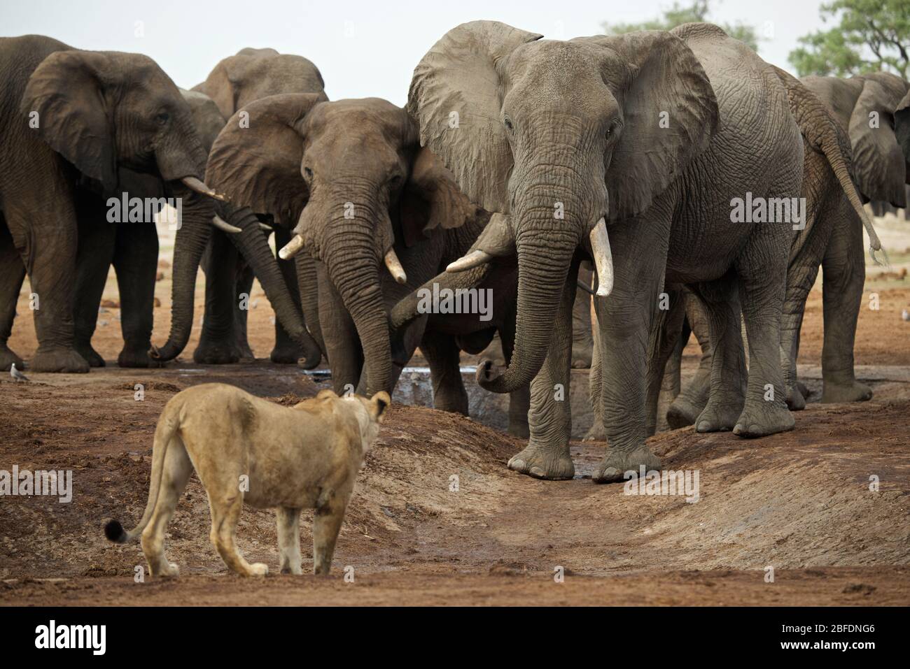 Rear view of Lioness defying elephants at the waterhole Stock Photo - Alamy