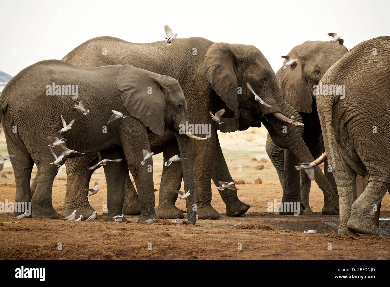 Flying trunks hi-res stock photography and images - Alamy