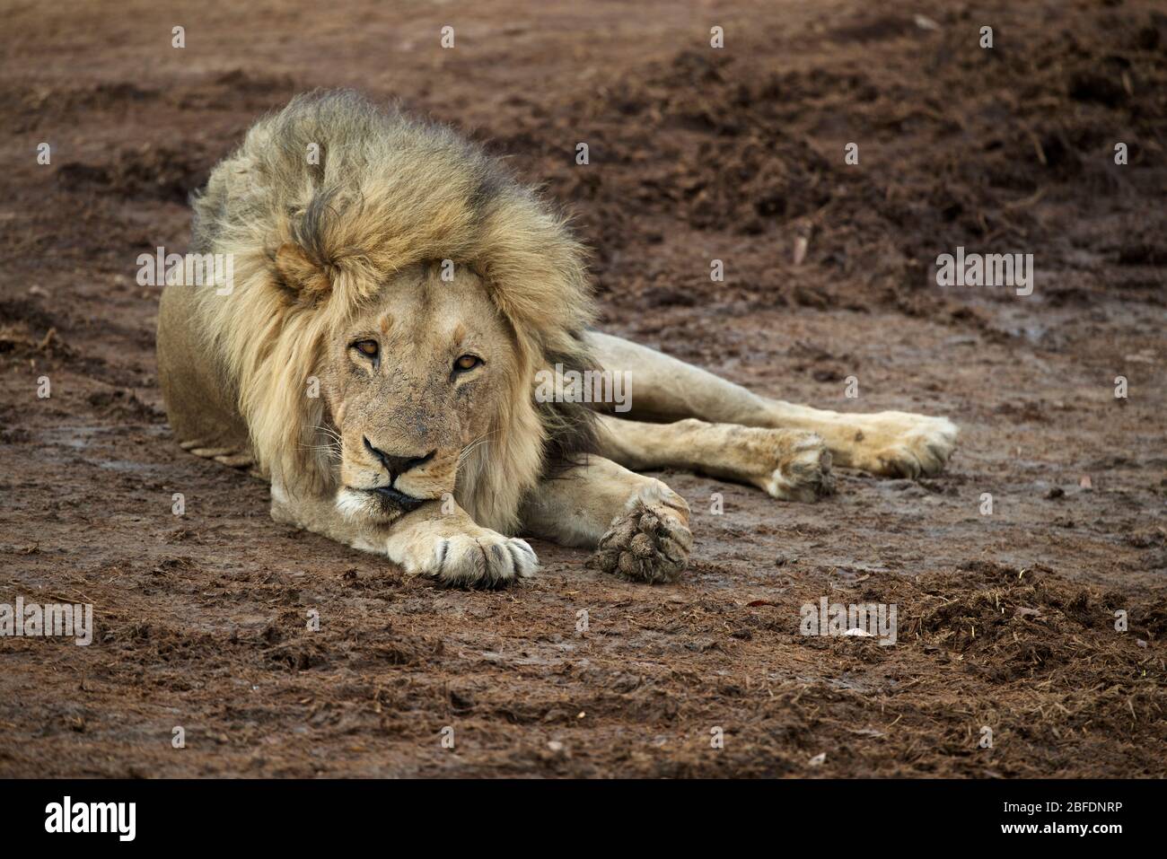 Mature male lion black mane hi-res stock photography and images - Alamy