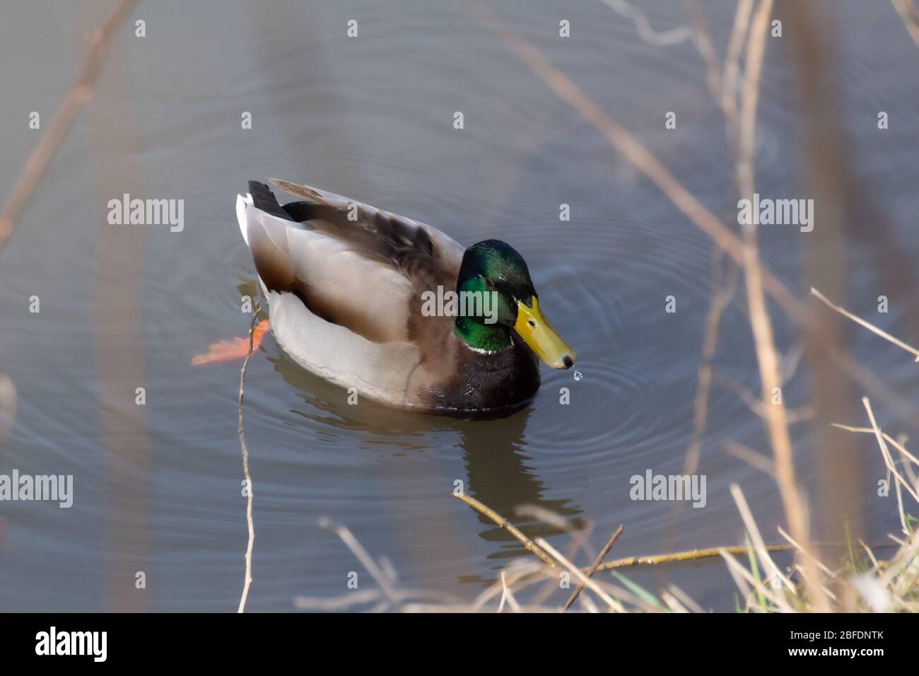 Top view close up of a mallard duck swimming in the water and a water ...