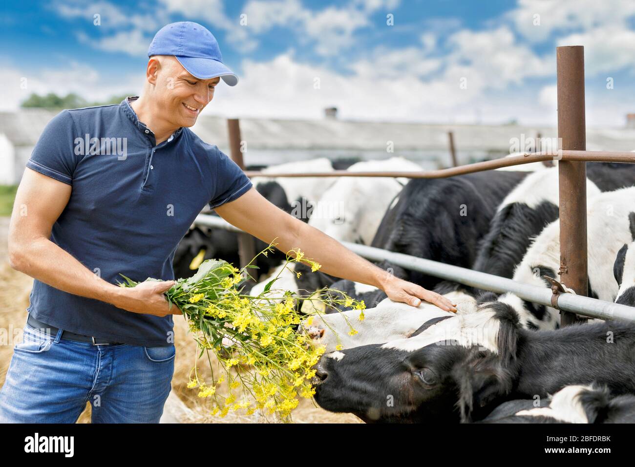 portrait of a positive farmer with a cow on a ranch Stock Photo - Alamy