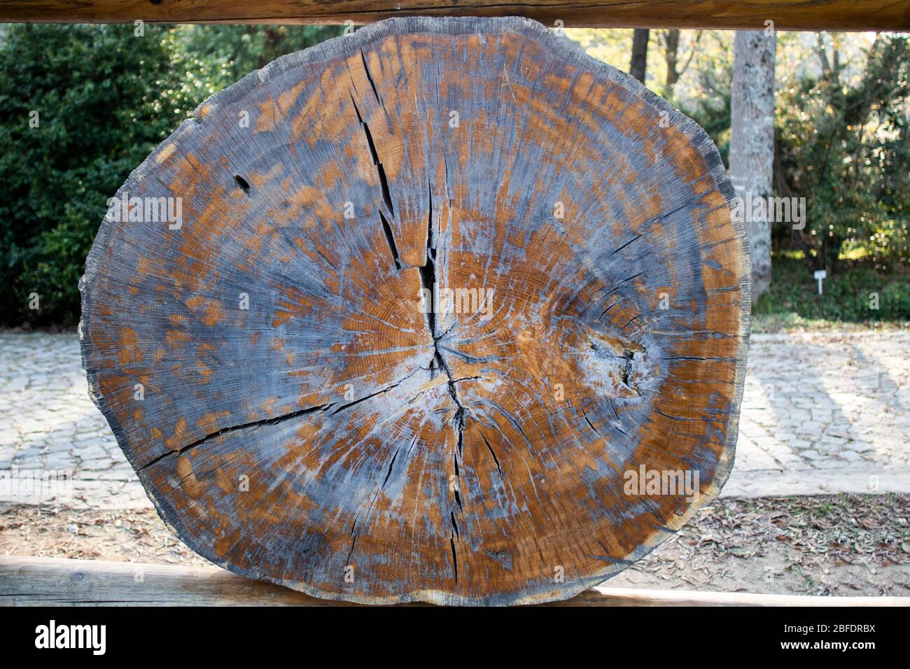 Round billet front close-up. Age rings appear on it Stock Photo - Alamy