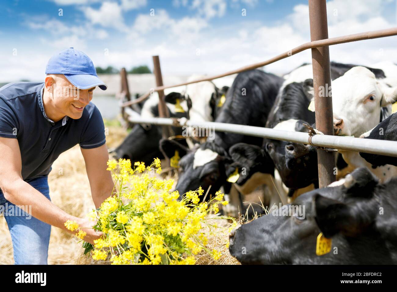 farmer feeds cows on farm Stock Photo - Alamy
