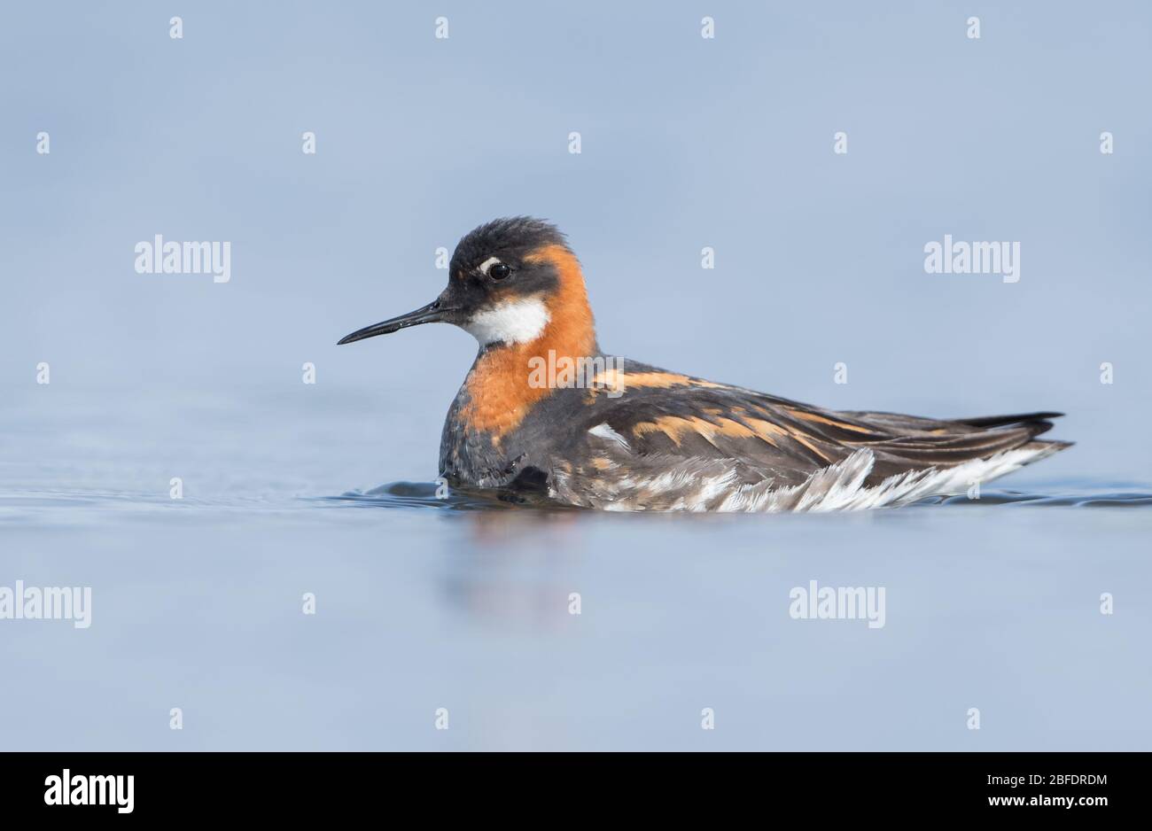 Red Necked Phalarope Female Breeding Plumage High Resolution Stock ...