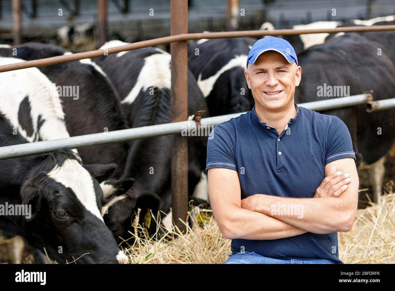 man farmer on farm with dairy cow Stock Photo - Alamy