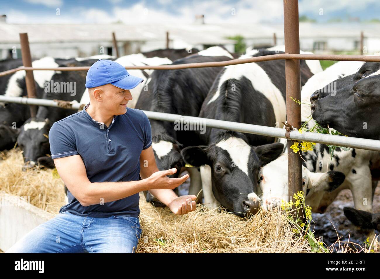 man farmer on farm with dairy cow Stock Photo - Alamy
