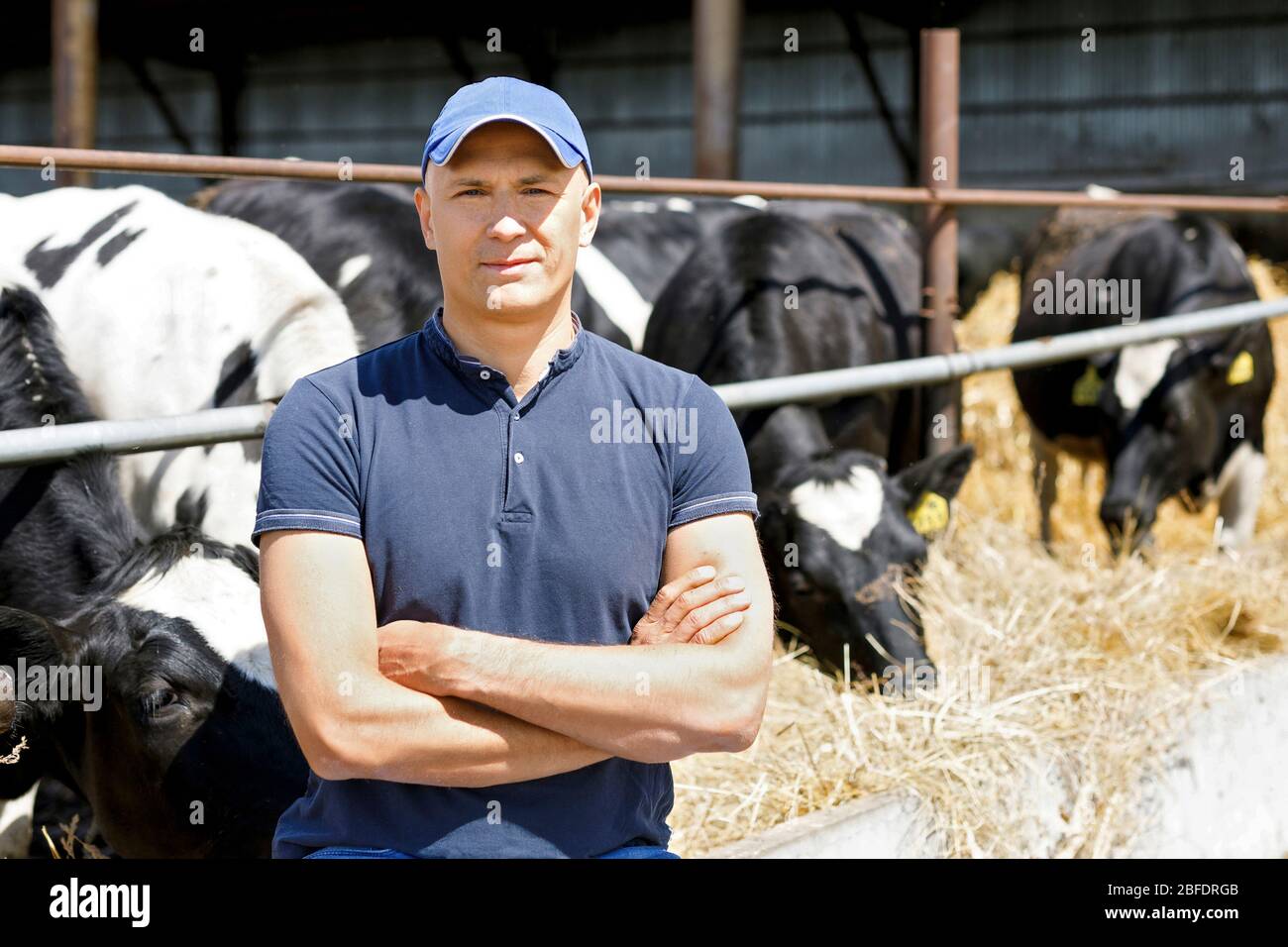 man farmer on farm with dairy cow Stock Photo - Alamy