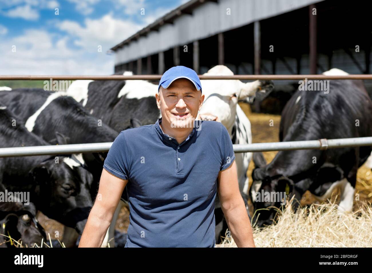man farmer on farm with dairy cow Stock Photo - Alamy
