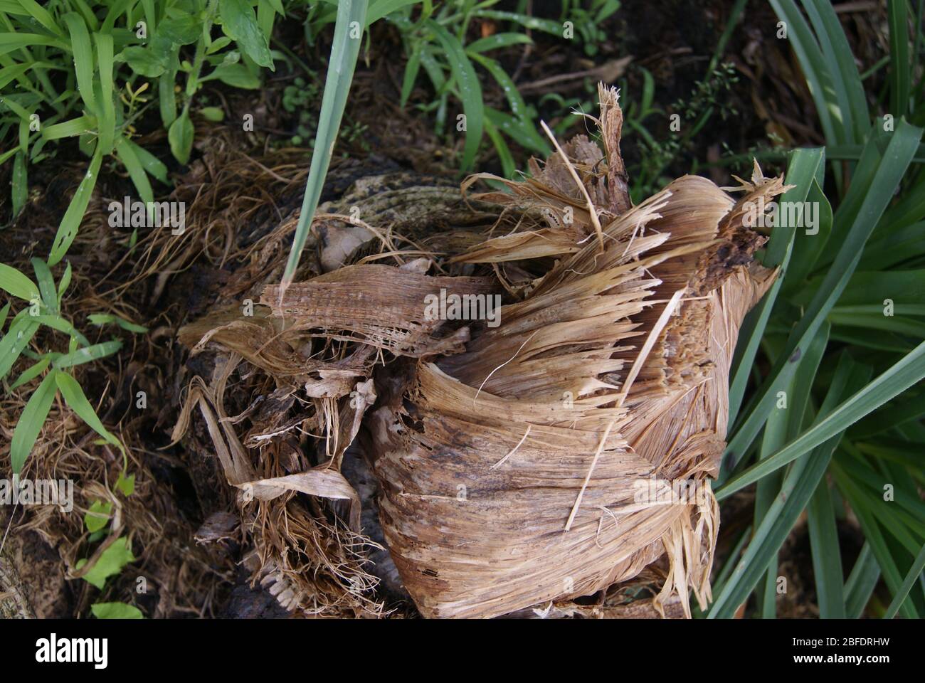 La base d'un palmier, France Stock Photo - Alamy