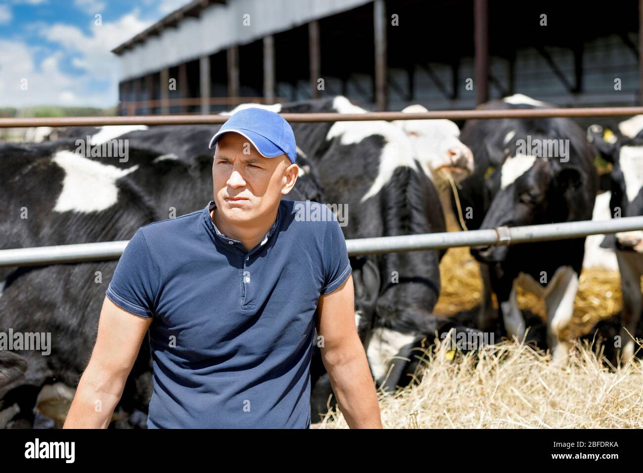 portrait of a sad farmer near cows on a farm Stock Photo - Alamy