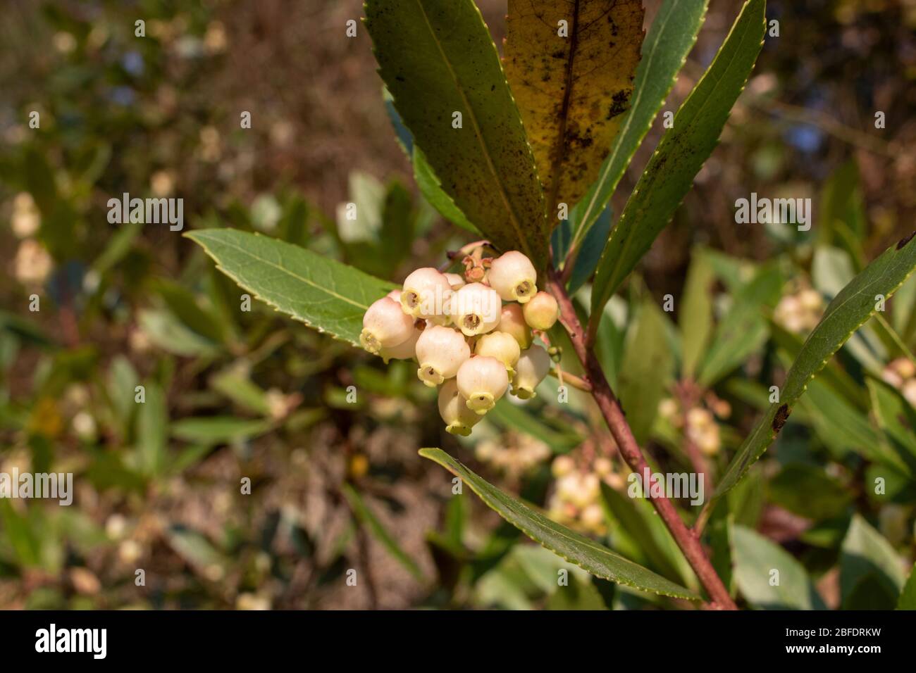 Bell-shaped white flowers on the leaves of the tree, whose Latin name ...