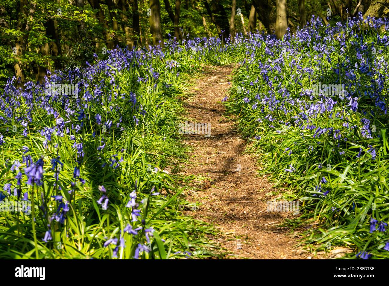 Woodland Path through Bluebell Woods Forest Spring Time Sunrise Stock ...