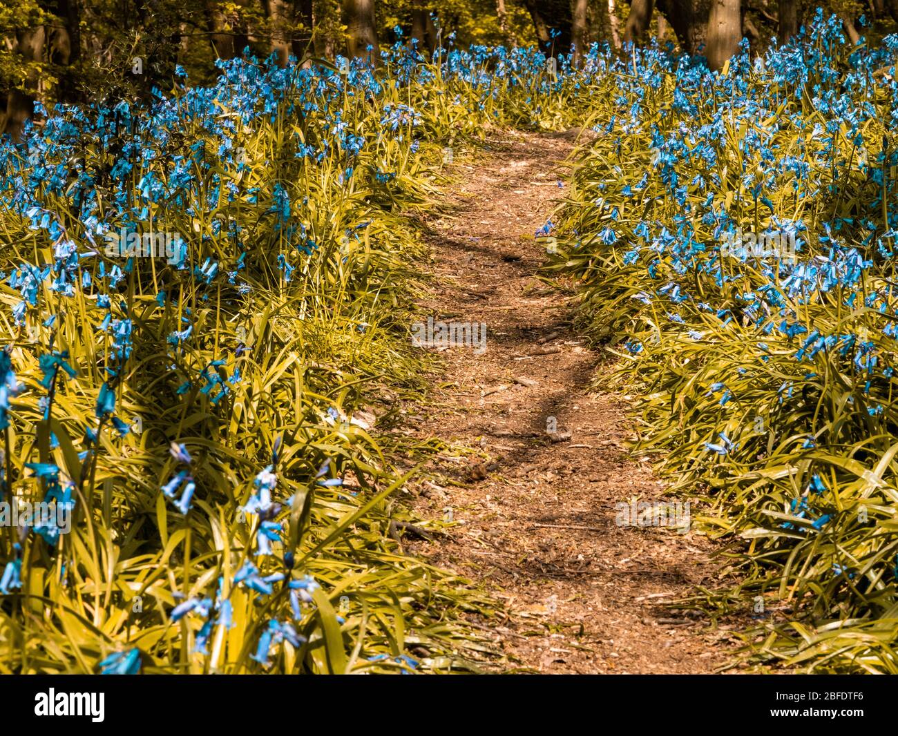 Woodland Path through Bluebell Woods Forest Spring Time Sunrise Stock ...
