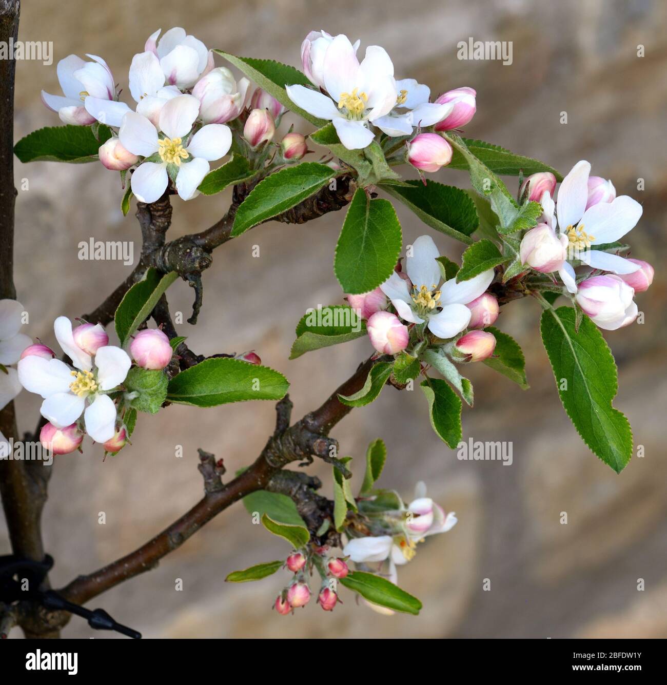 Katy apple blossom hi-res stock photography and images - Alamy