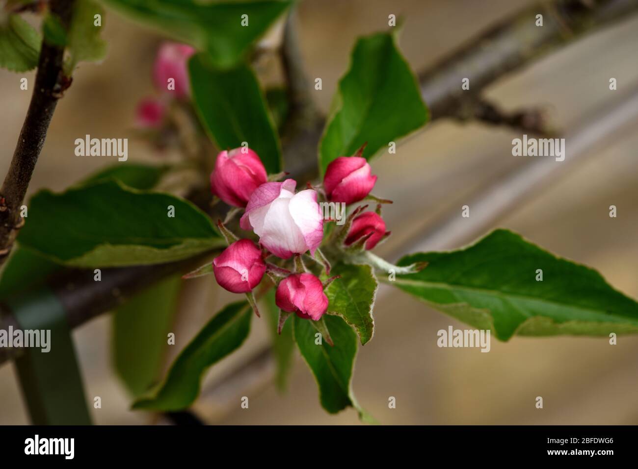 Jupiter apple tree hi-res stock photography and images - Alamy