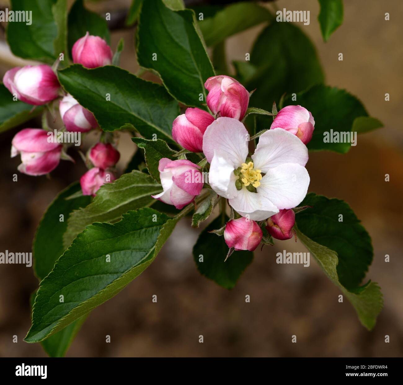 Jupiter tree hi-res stock photography and images - Alamy
