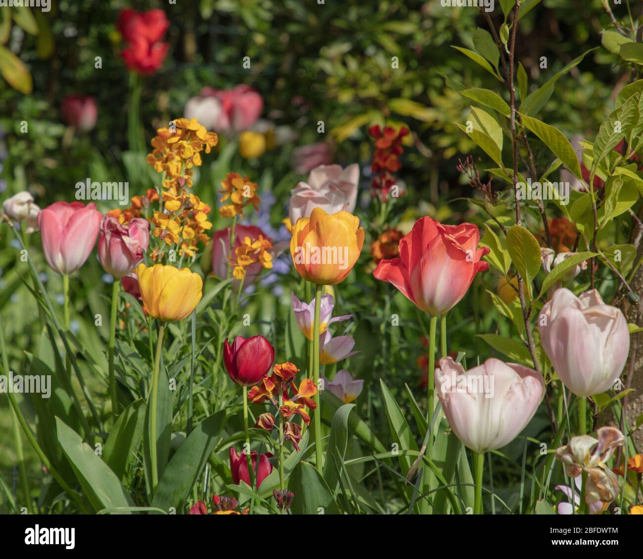 Different coloured tulips hi-res stock photography and images - Alamy