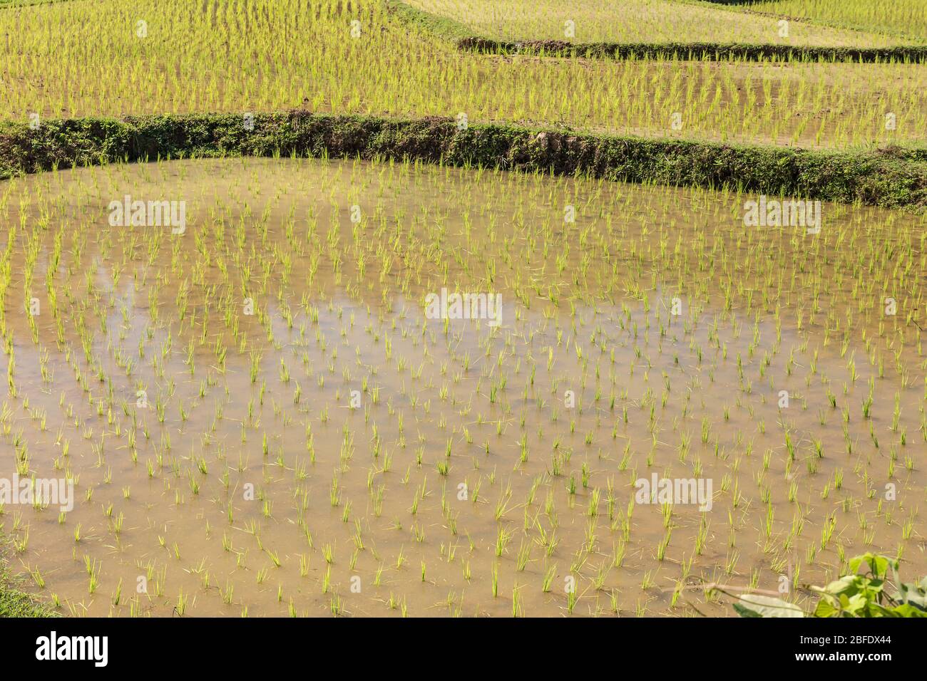 View of Young rice sprout ready to growing in the rice field Stock ...