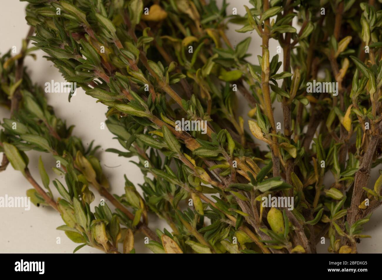 Thyme thymus sp hi-res stock photography and images - Alamy