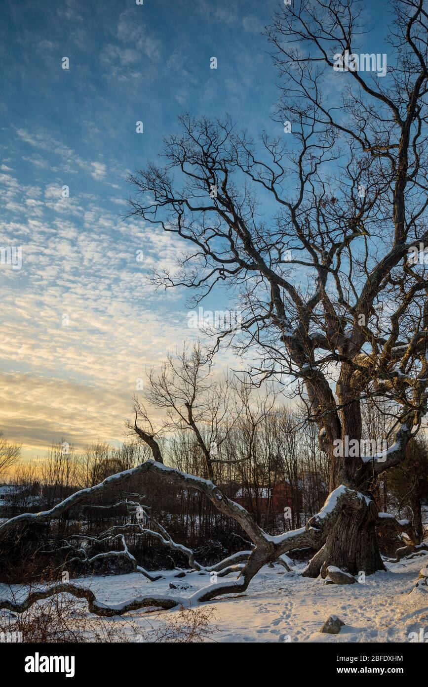 400 year old oak tree hi-res stock photography and images - Alamy