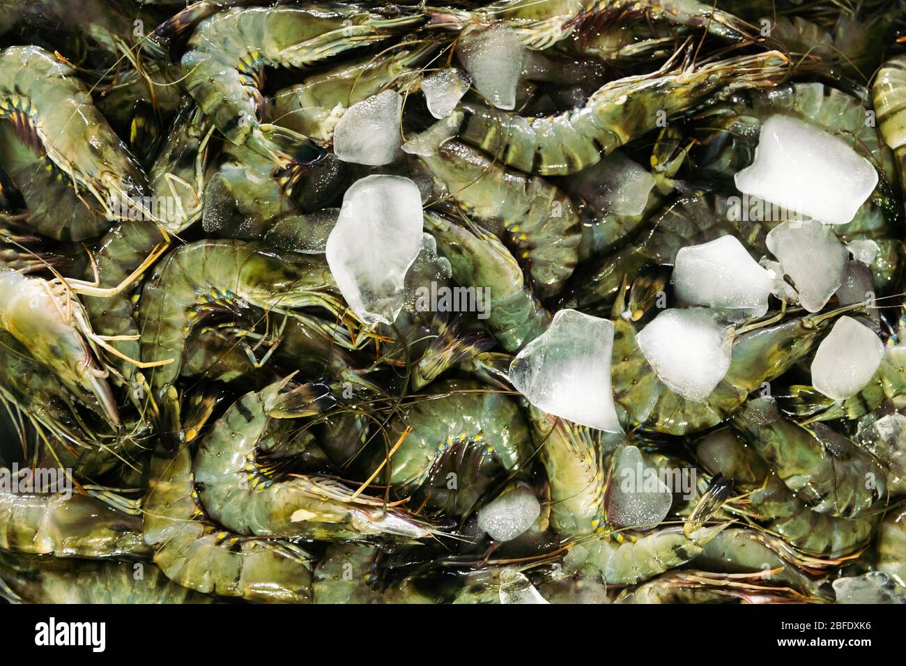 Fresh chilled prawns on ice. Background, nature Stock Photo - Alamy