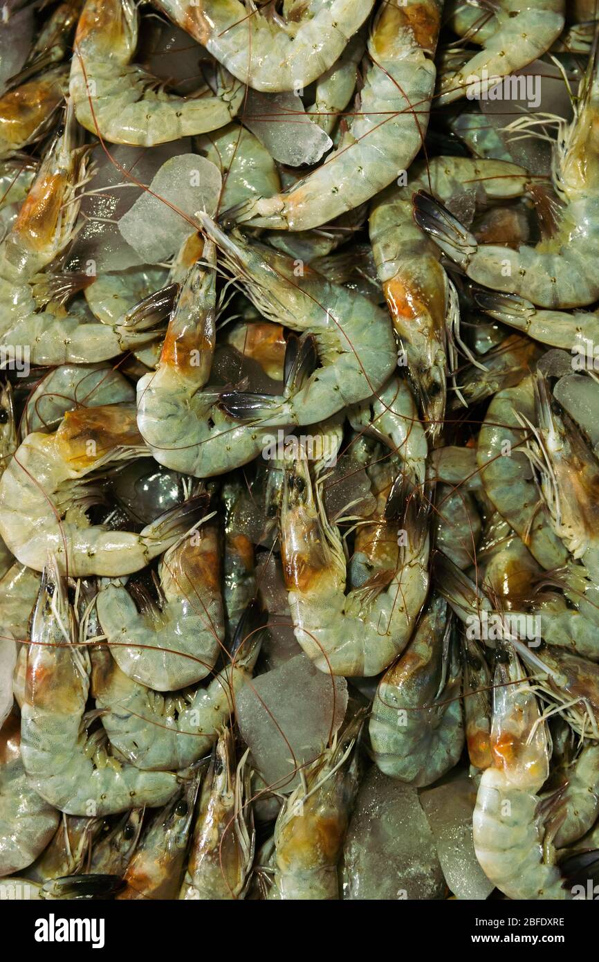 Fresh chilled prawns on ice. Background, nature Stock Photo - Alamy