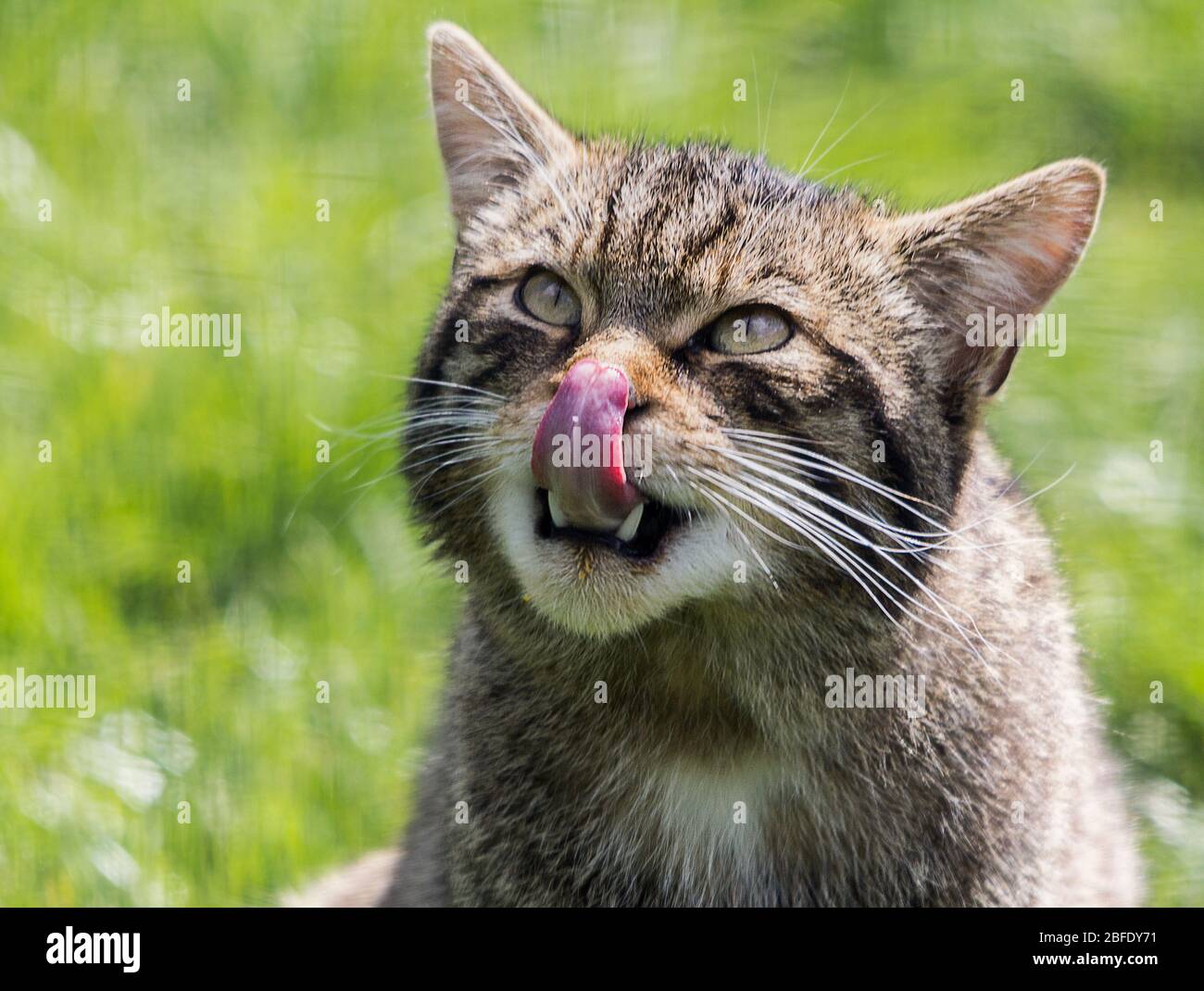 Scottish wild cat Felix sylvestris grampia larger than domestic tabby ...