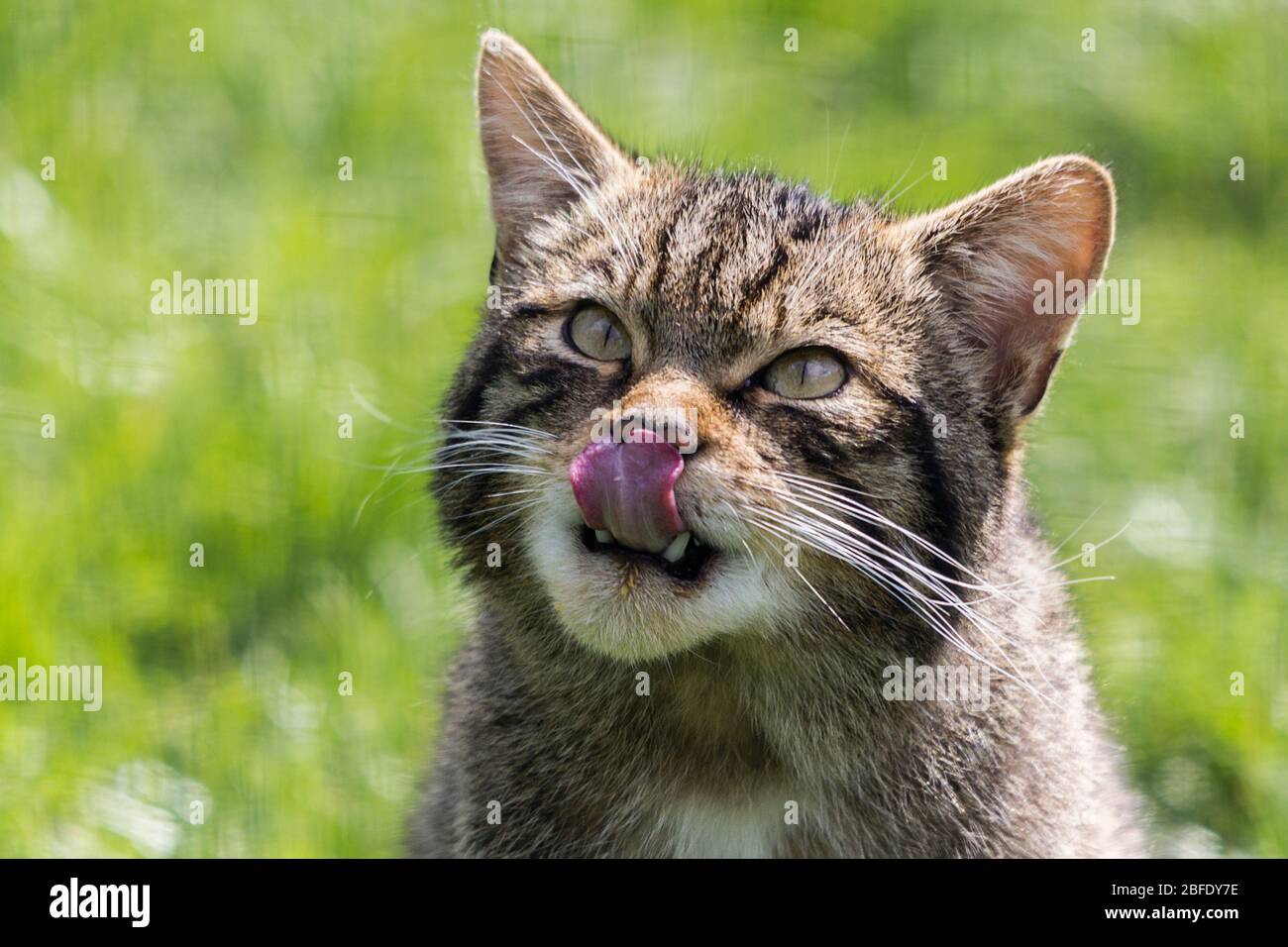 Scottish wild cat Felix sylvestris grampia larger than domestic tabby ...