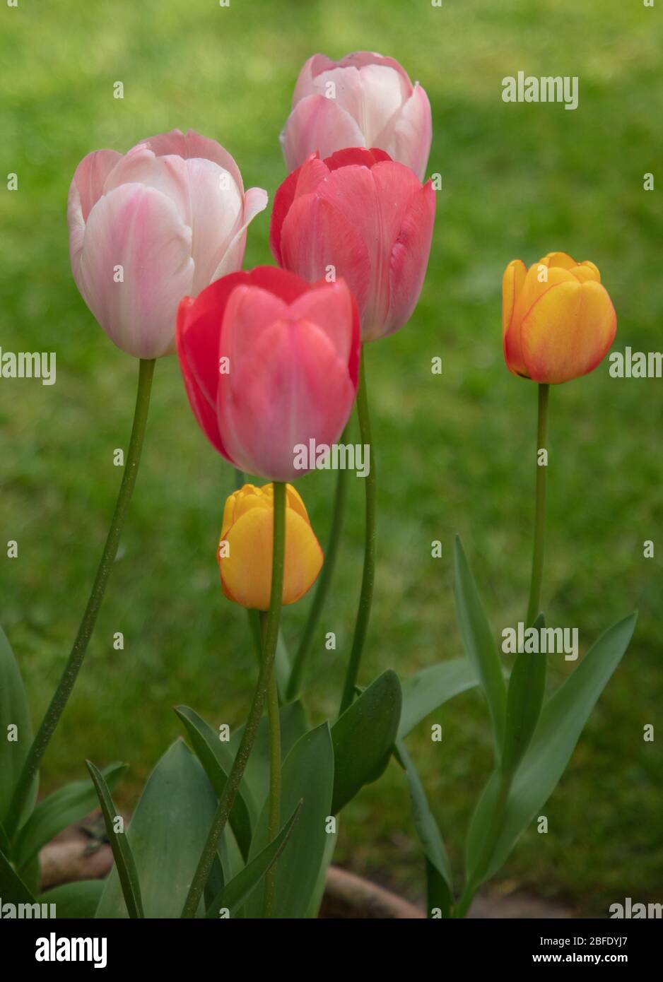 Different colored tulips seen in a garden in April Stock Photo - Alamy