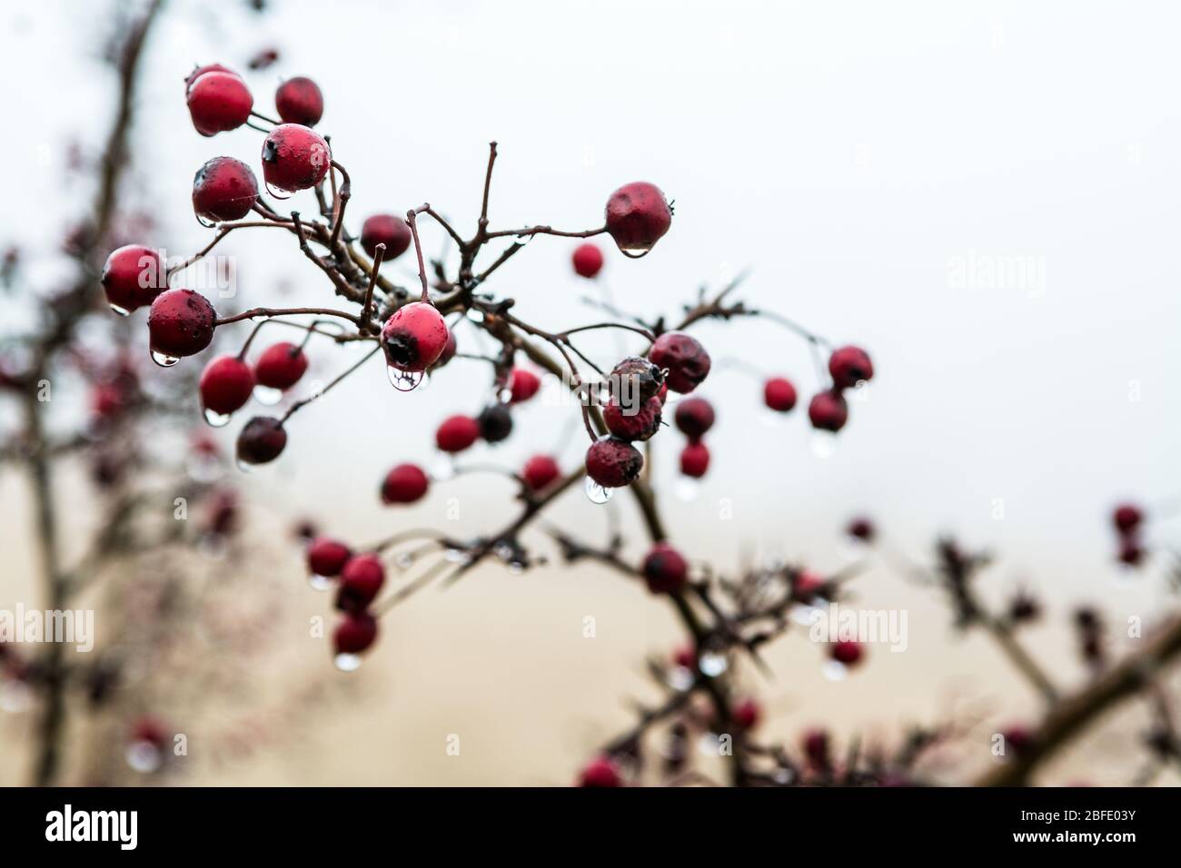 Evergreen leaf drip water hi-res stock photography and images - Alamy